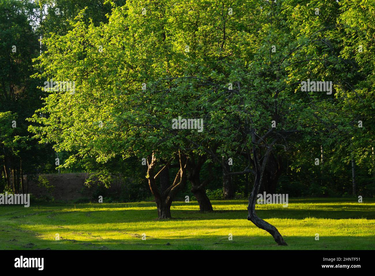 Green tree in the park with morning sunlight nature background Stock ...
