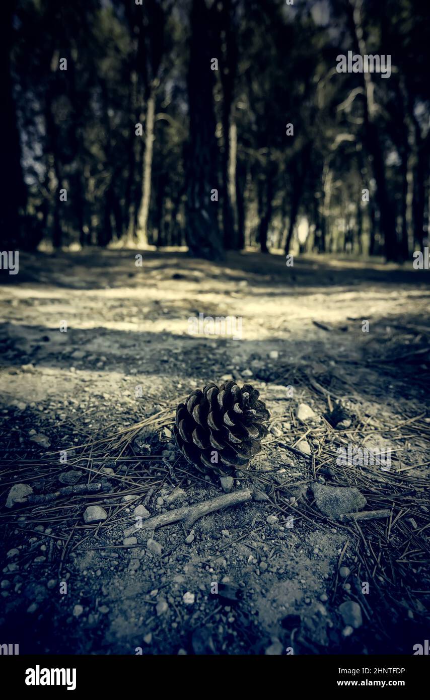 Detail of the dried fruit of a pine tree, nature and environment Stock ...