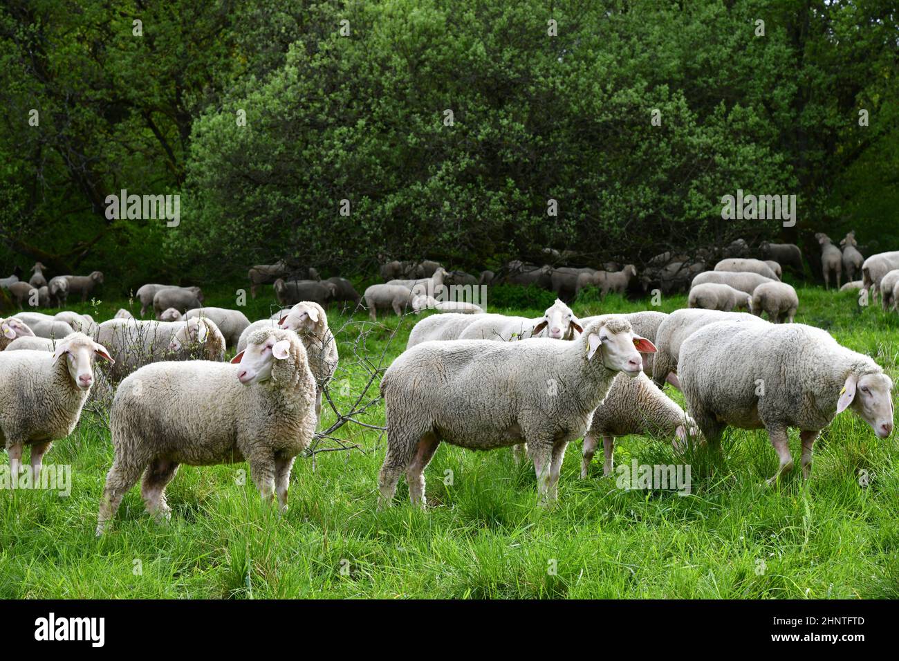 Green trees hedges grass hi-res stock photography and images - Alamy