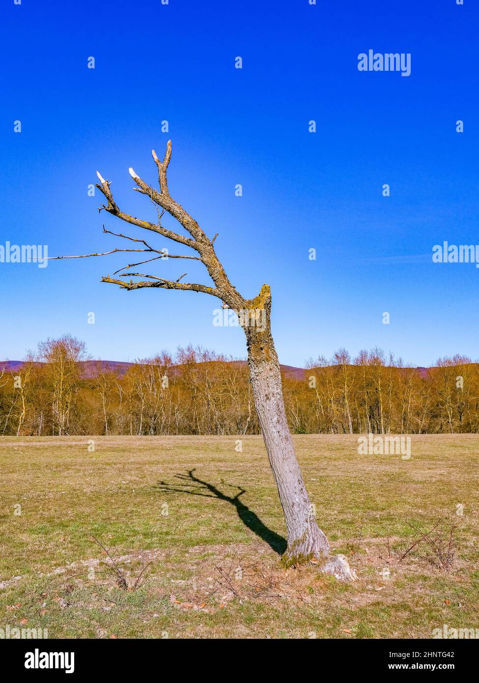 dead old oak tree at the meadow Stock Photo - Alamy