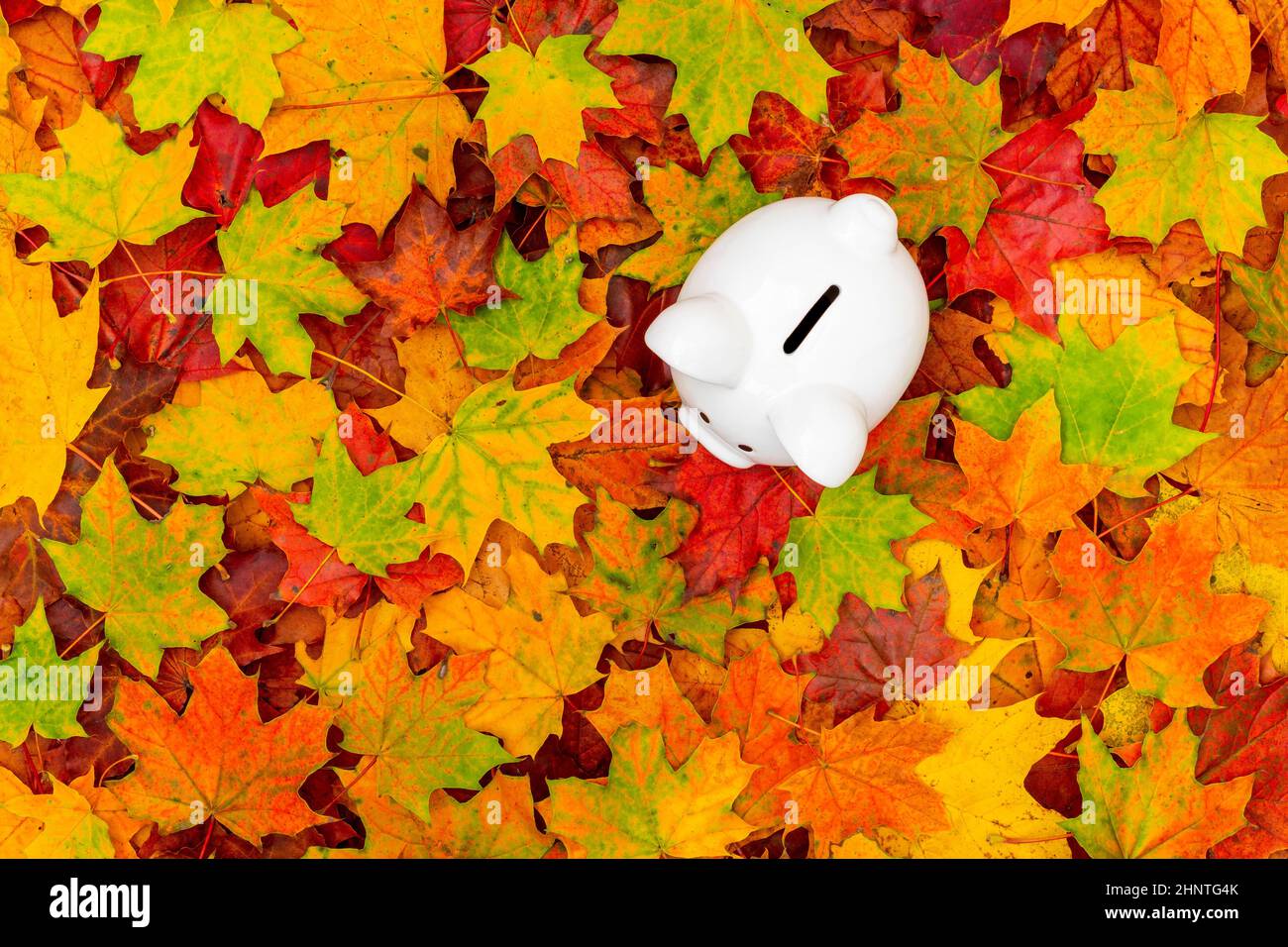 Piggy bank and autumn leaves hi-res stock photography and images - Alamy