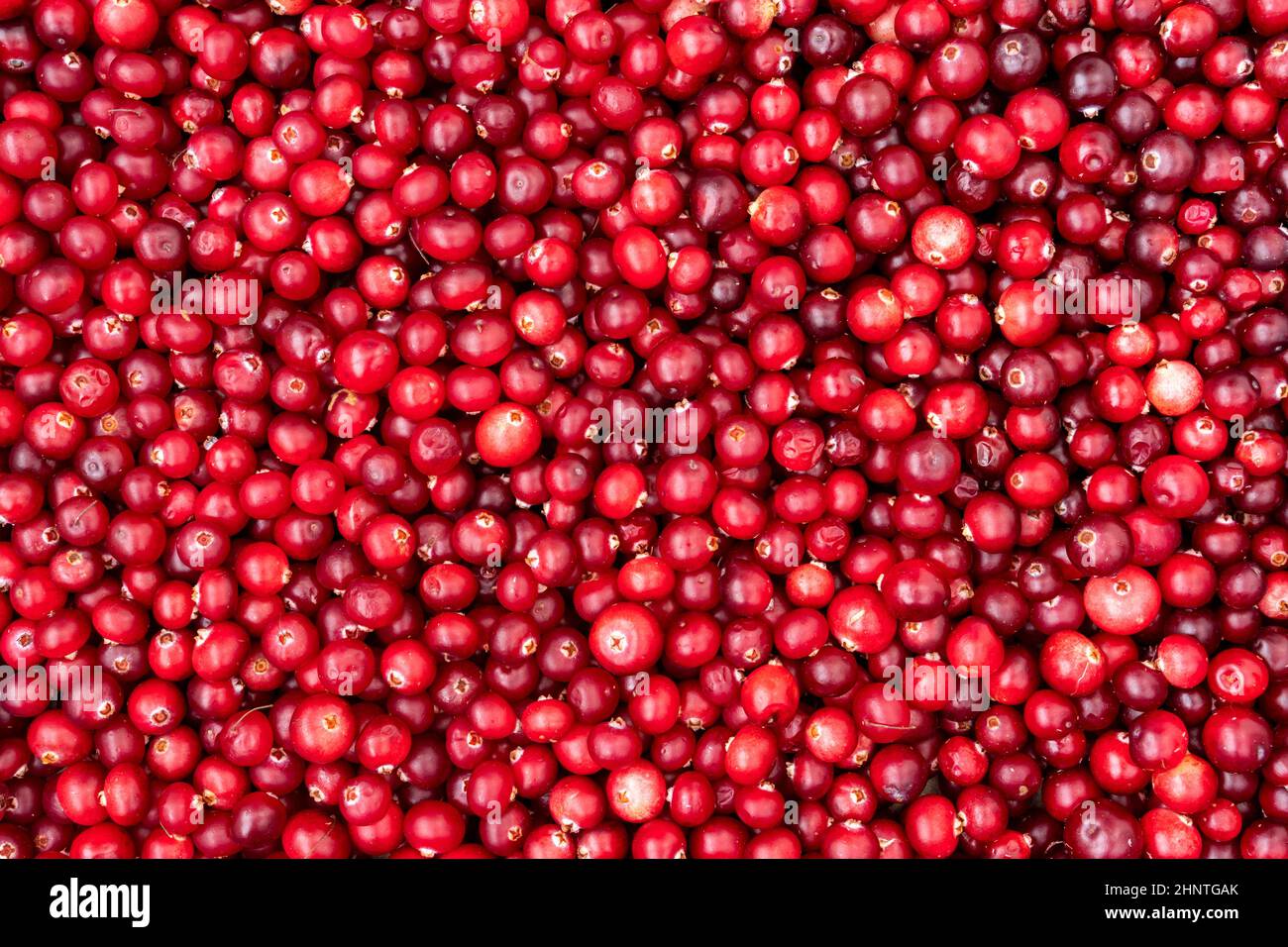 Top view of ripe cranberry, food background Stock Photo - Alamy