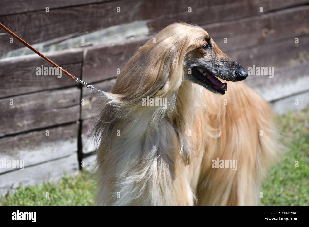Afghan greyhound, or Afghan - hunting breed of dogs Stock Photo - Alamy