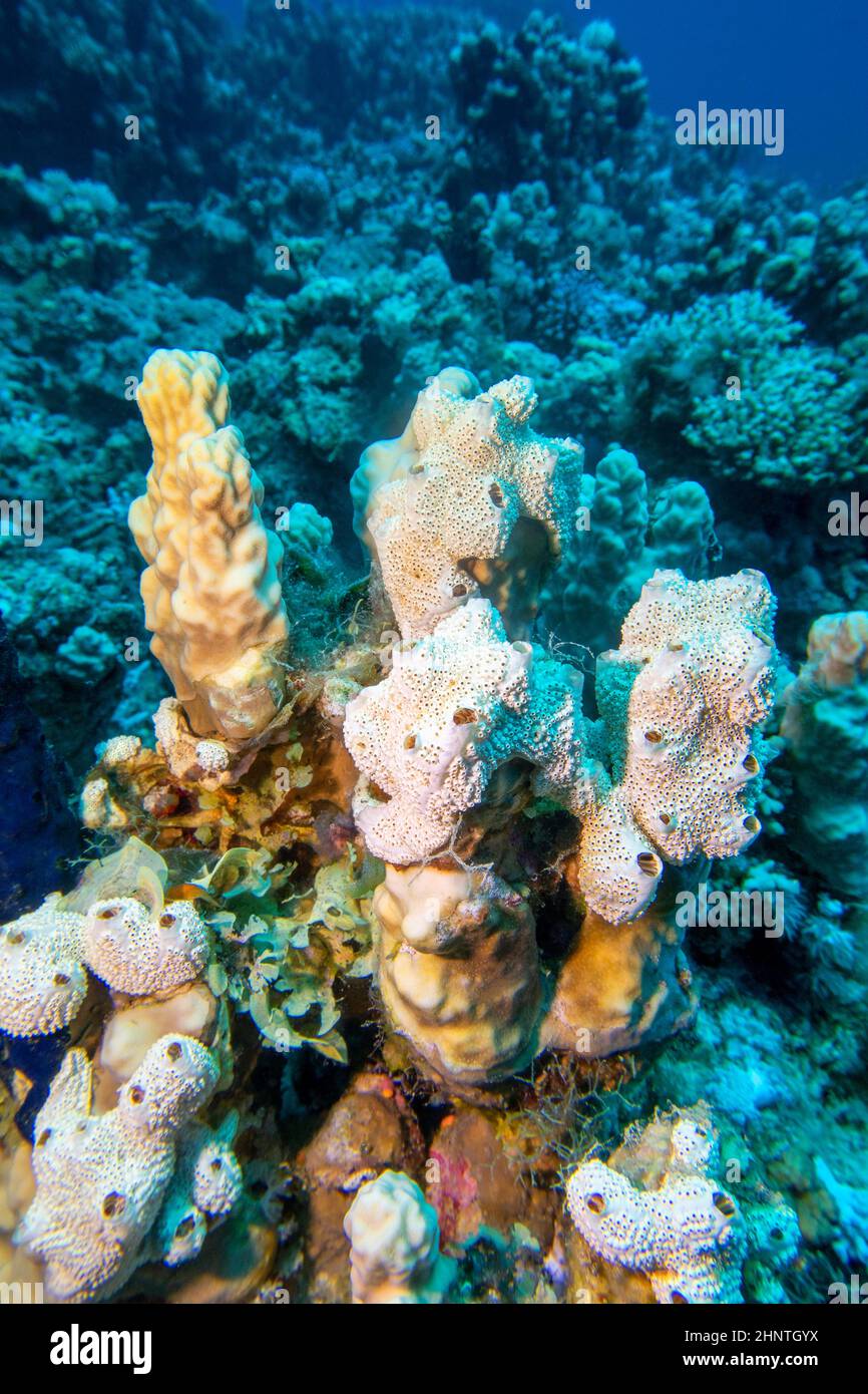 Colorful coral reef at the bottom of tropical sea, white sea sponge ...