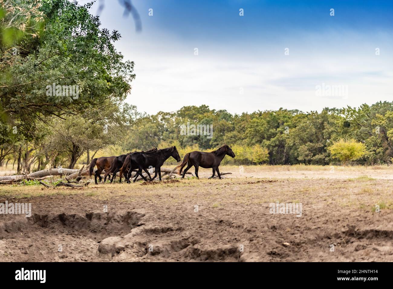 Beautiful brown wild horses in Letea forest, Romania Stock Photo - Alamy
