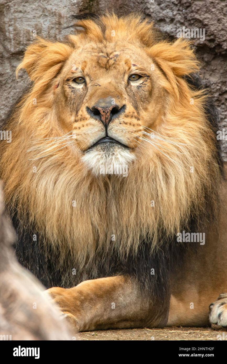 Lions at the zoo Stock Photo - Alamy