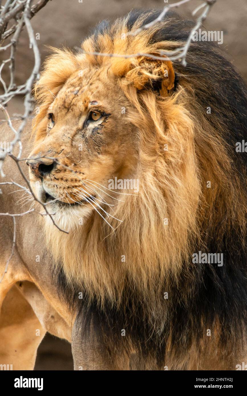 Lions at the zoo Stock Photo - Alamy
