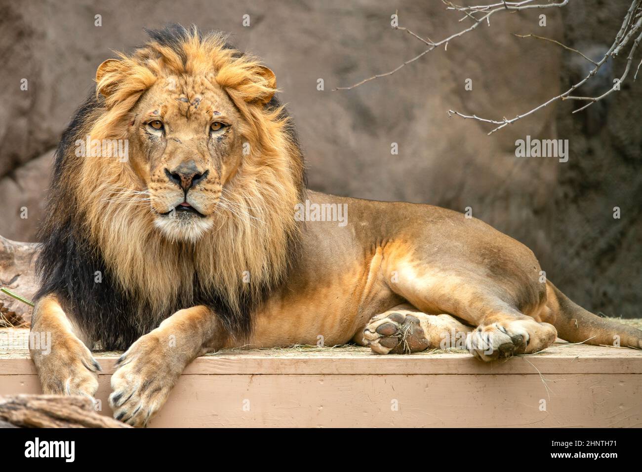 Lions at the zoo Stock Photo - Alamy