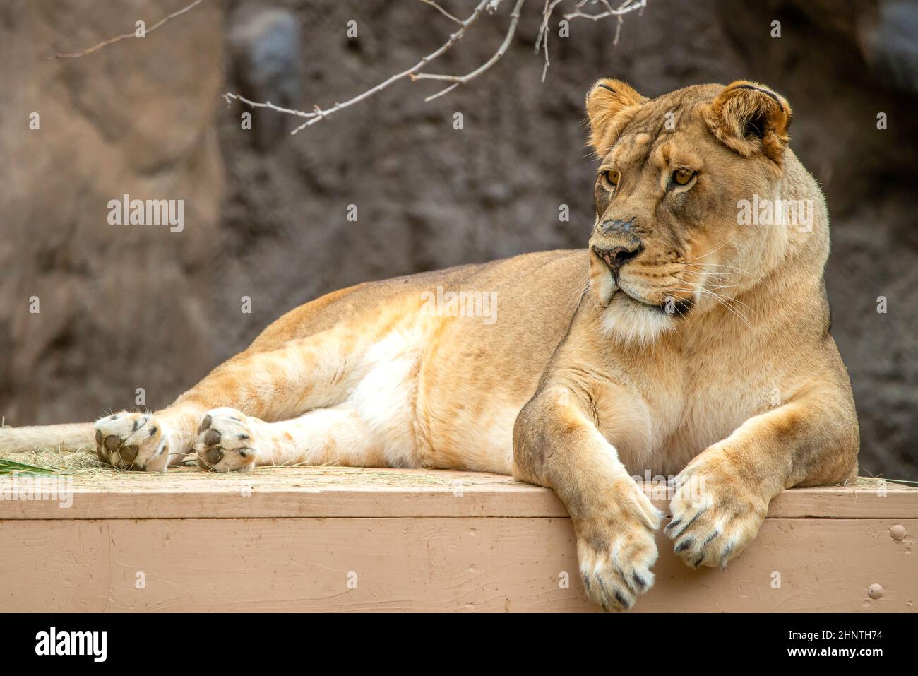 Lions at the zoo Stock Photo - Alamy