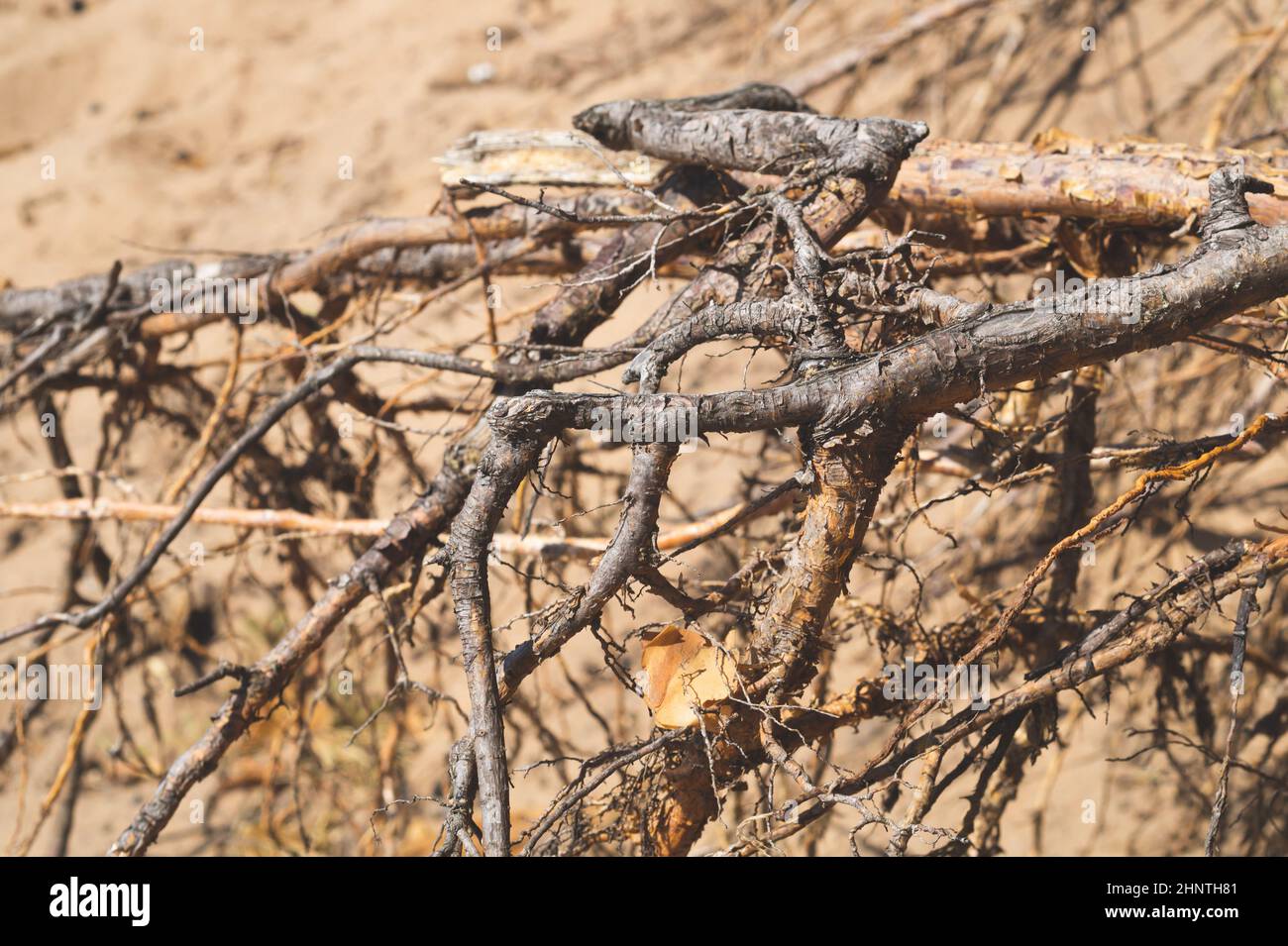 Dry tree roots stick out from the sand. abstract background Stock Photo ...