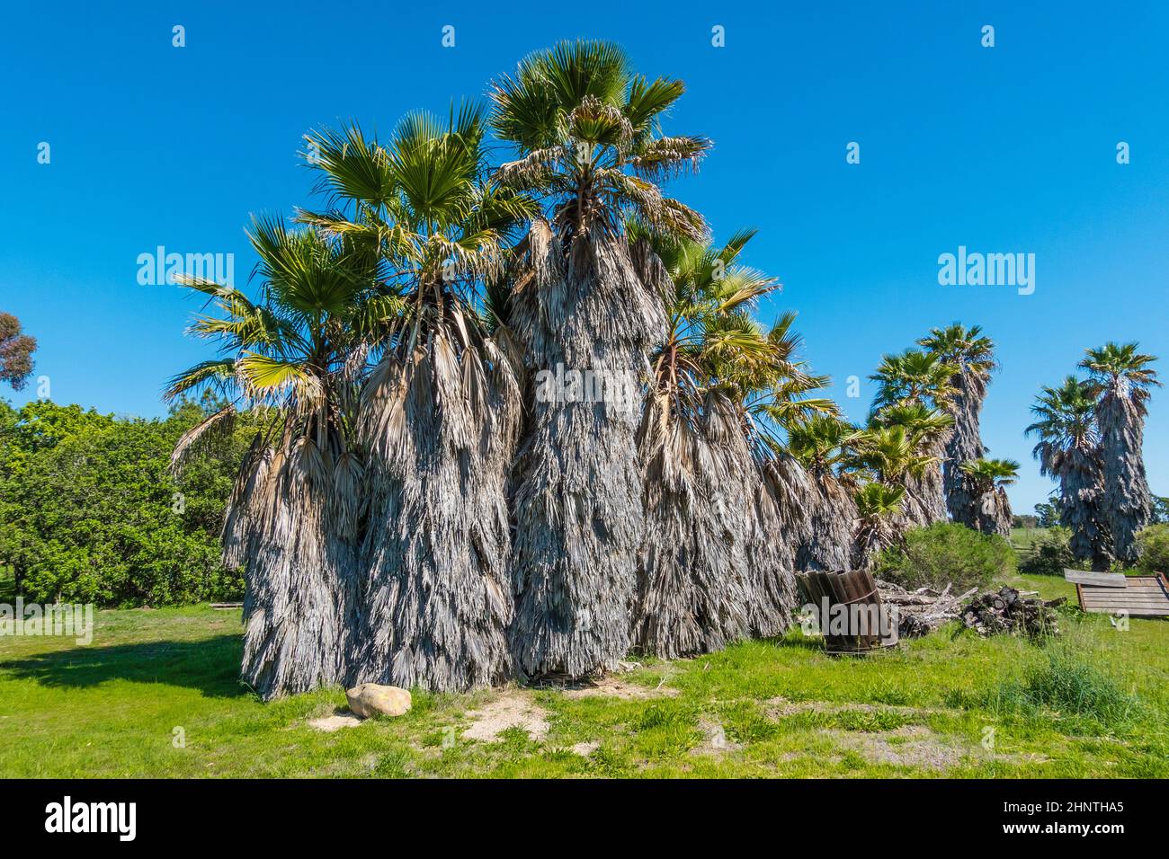Group of mature palm trees with large dead fronds dropping down against ...