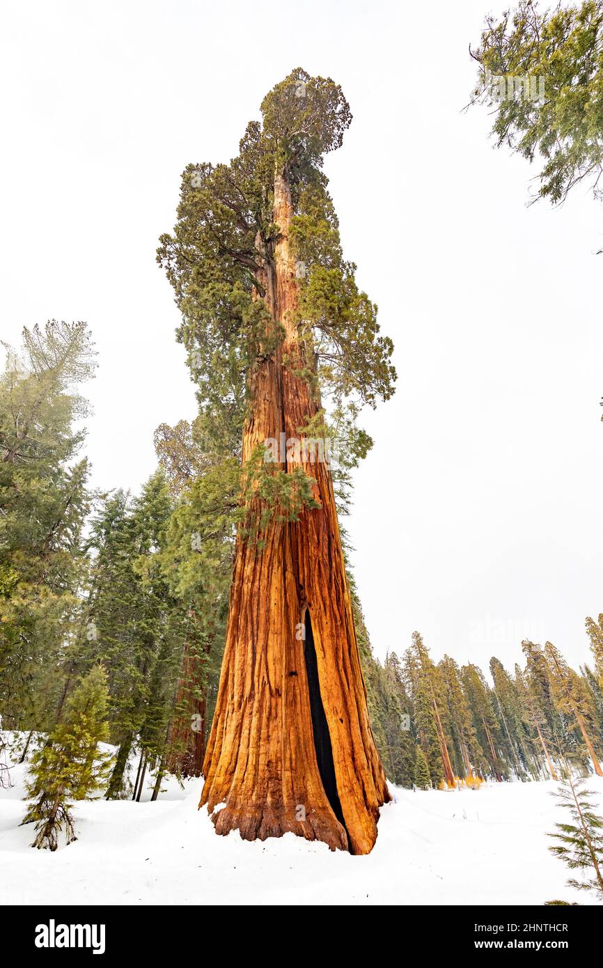 old big scenic sequoia trees in winter in snow Stock Photo - Alamy
