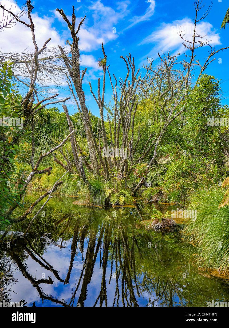 The crystal clear waters of Hamurana Springs, Rotorua, New Zealand ...