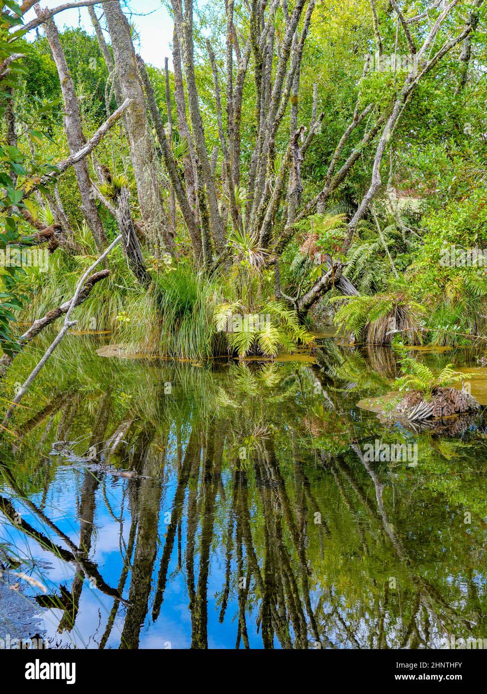The crystal clear waters of Hamurana Springs, Rotorua, New Zealand ...