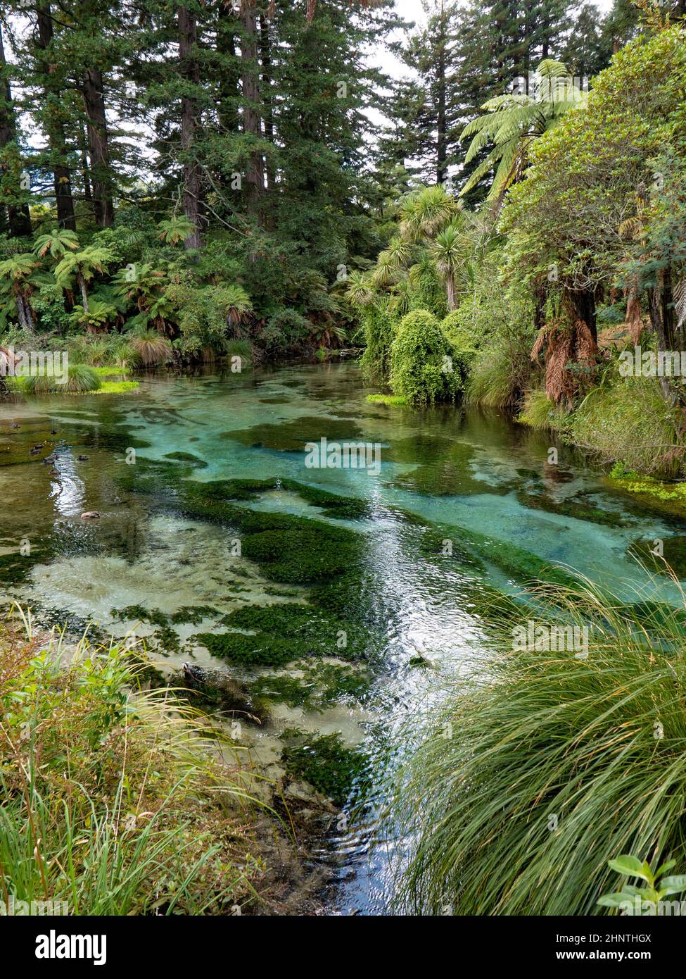 The crystal clear waters of Hamurana Springs, Rotorua, New Zealand ...