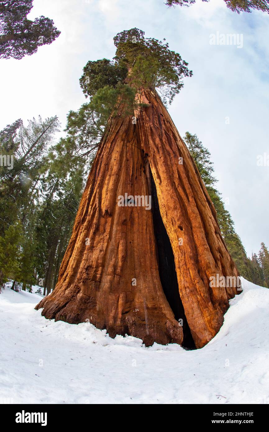 big sequoia tree in winter in the sequoia tree national park, USA Stock ...