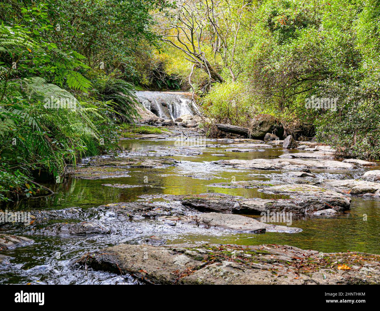scenic Kaituna River, Rotorua in the tropical forest in New Zealand ...