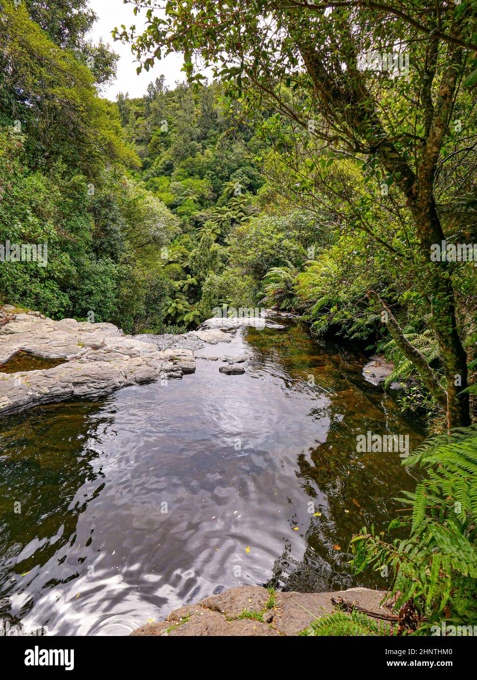 scenic Kaituna River, Rotorua in the tropical forest in New Zealand ...