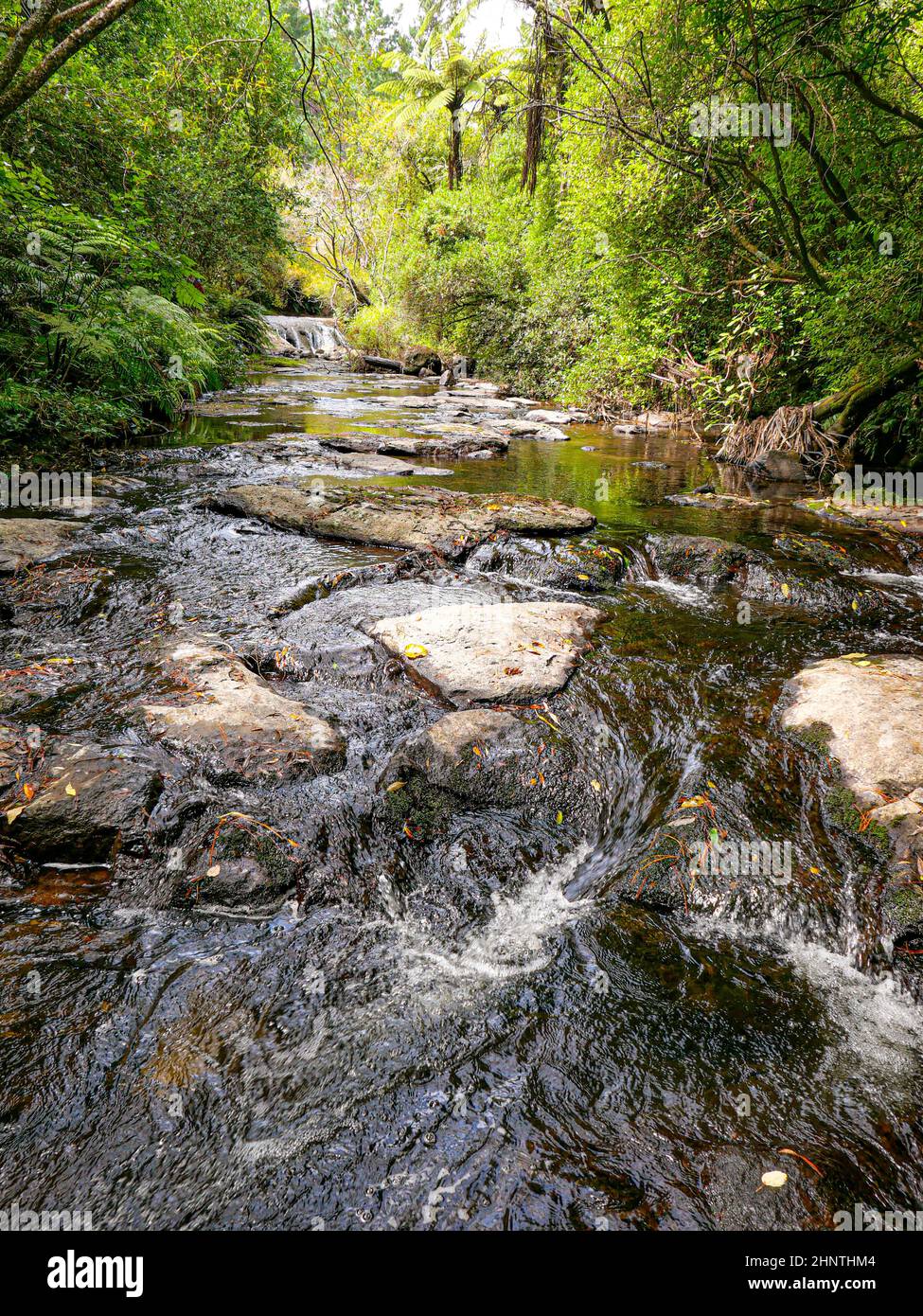 scenic Kaituna River, Rotorua in the tropical forest in New Zealand ...
