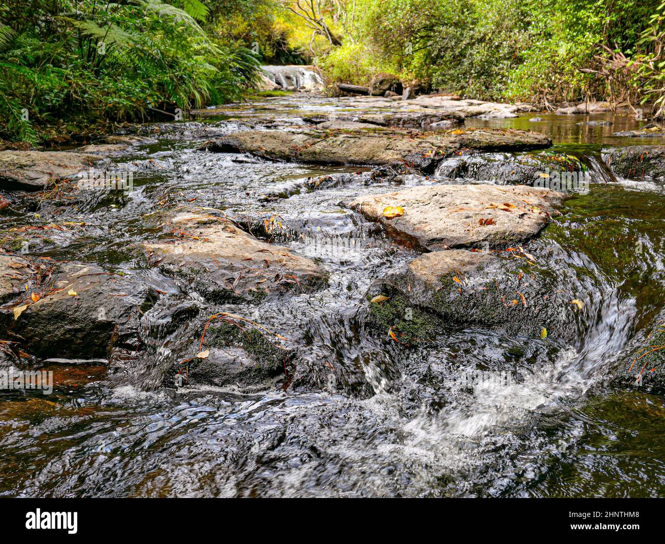 scenic Kaituna River, Rotorua in the tropical forest in New Zealand ...