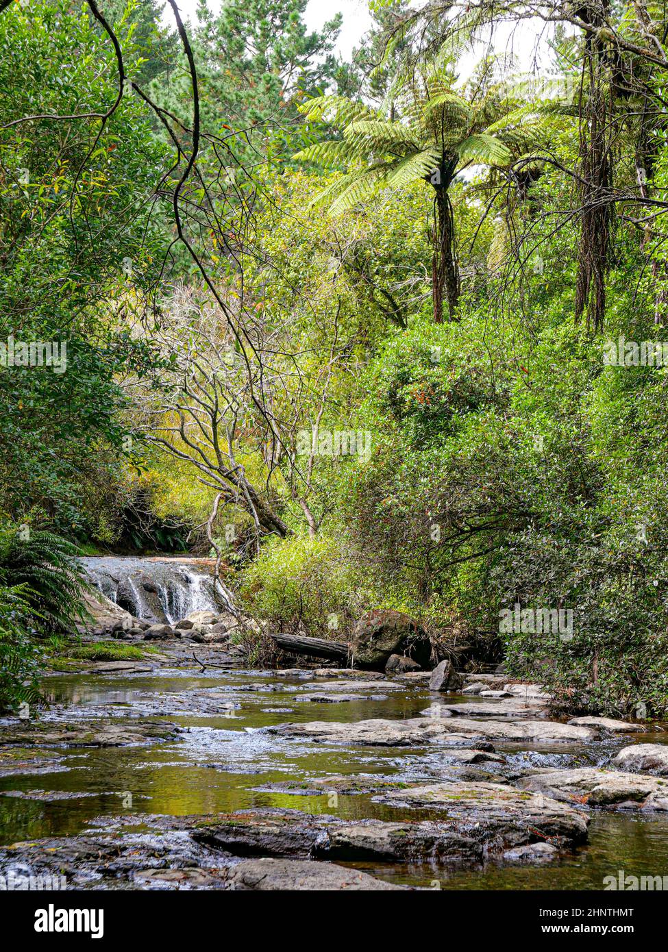 scenic Kaituna River, Rotorua in the tropical forest in New Zealand ...