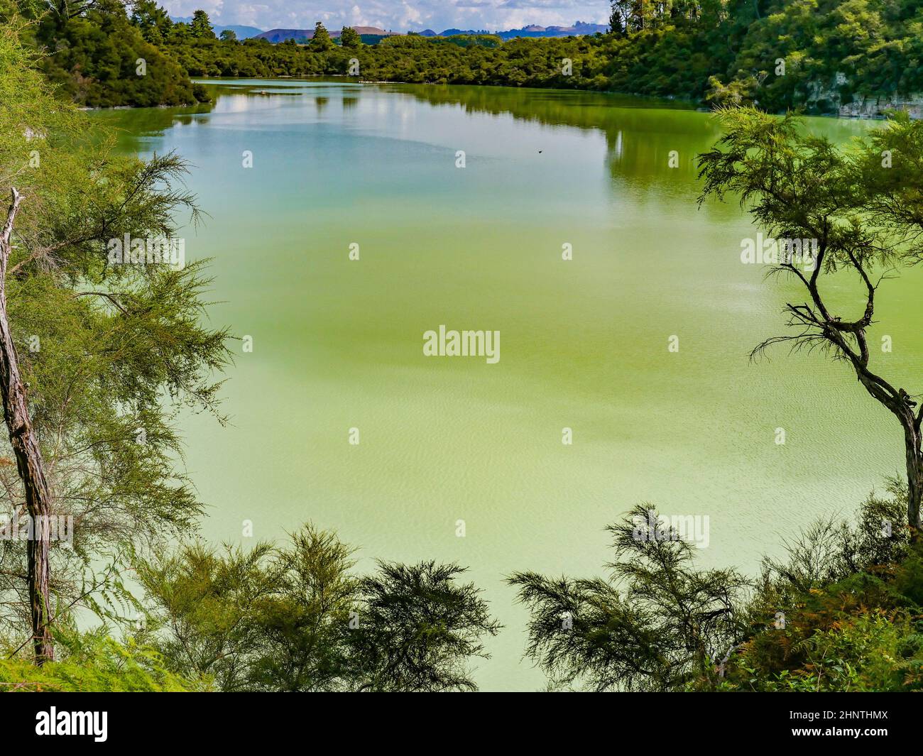 scenic Hot springs lake in Rotorua, New Zealand Stock Photo - Alamy