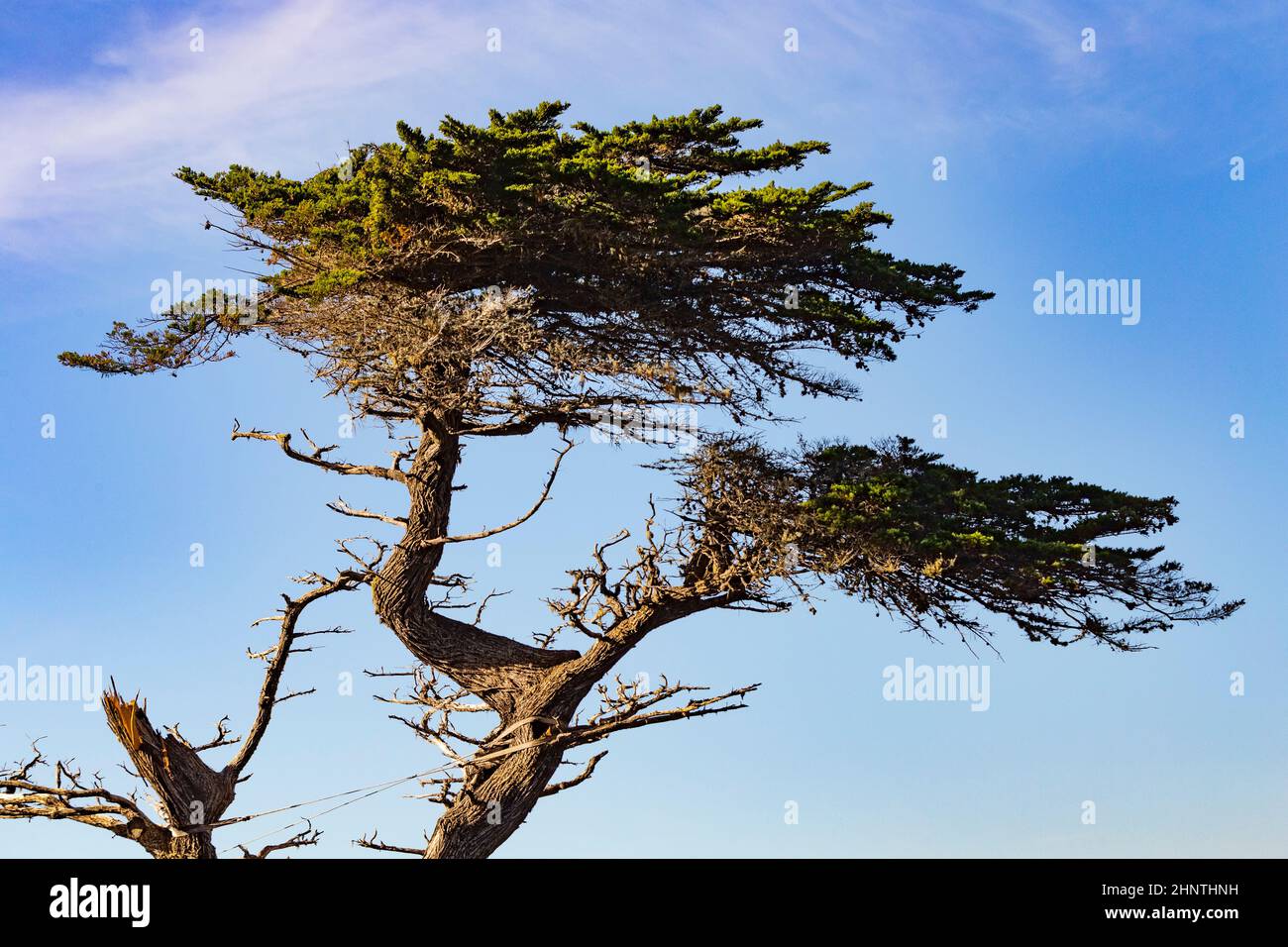 detail of old pine tree under blue sky at Point Lobos, California Stock ...