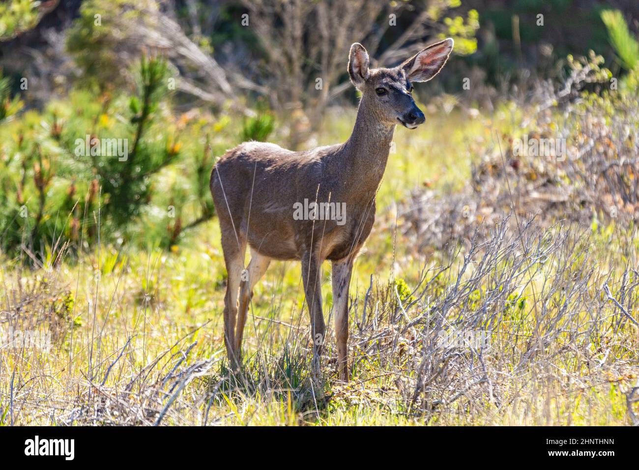 deer watches the area in the point lobos national park, california ...