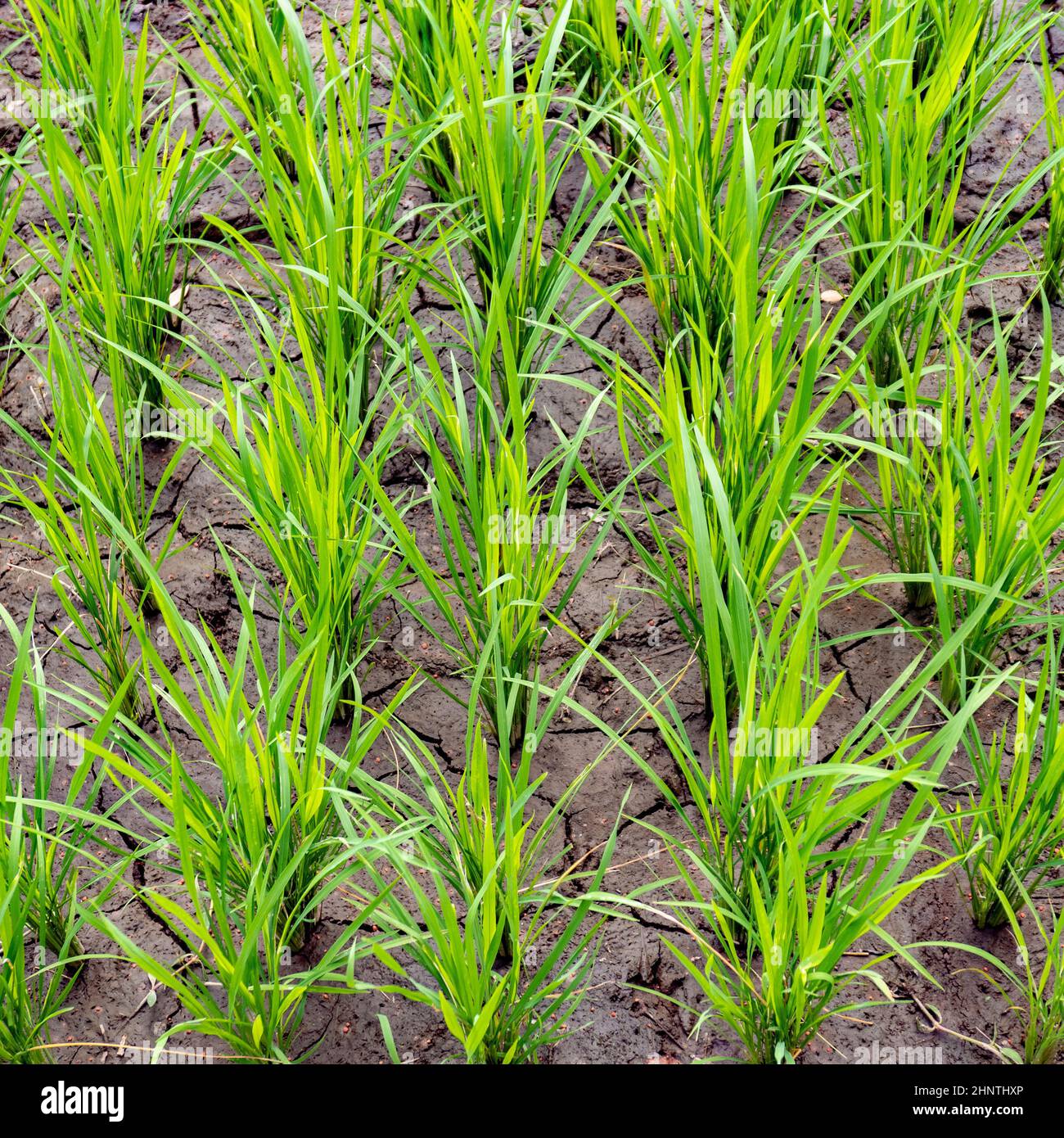 detail of rice paddy in Bali, Indonesia Stock Photo - Alamy