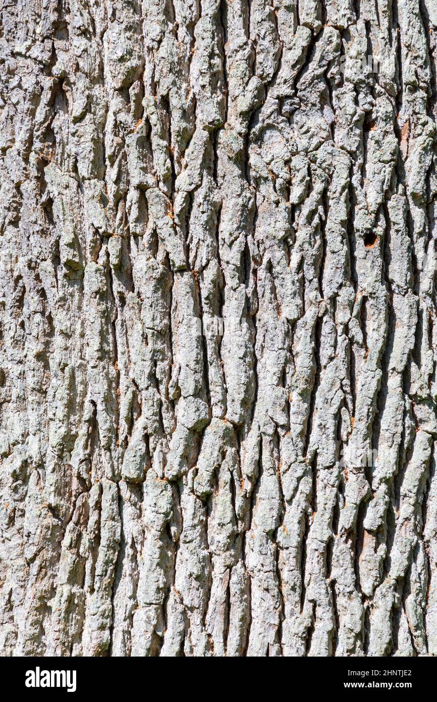 bark of old oak tree as harmonic background Stock Photo - Alamy