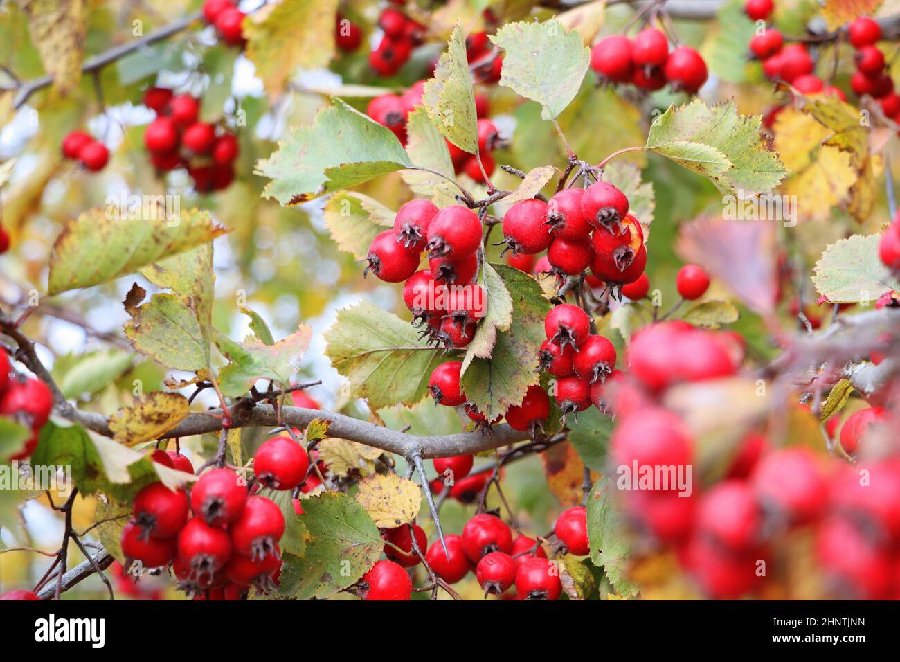 Ripe berries, haws, on Hawthorn also called called thornapple, May-tree ...