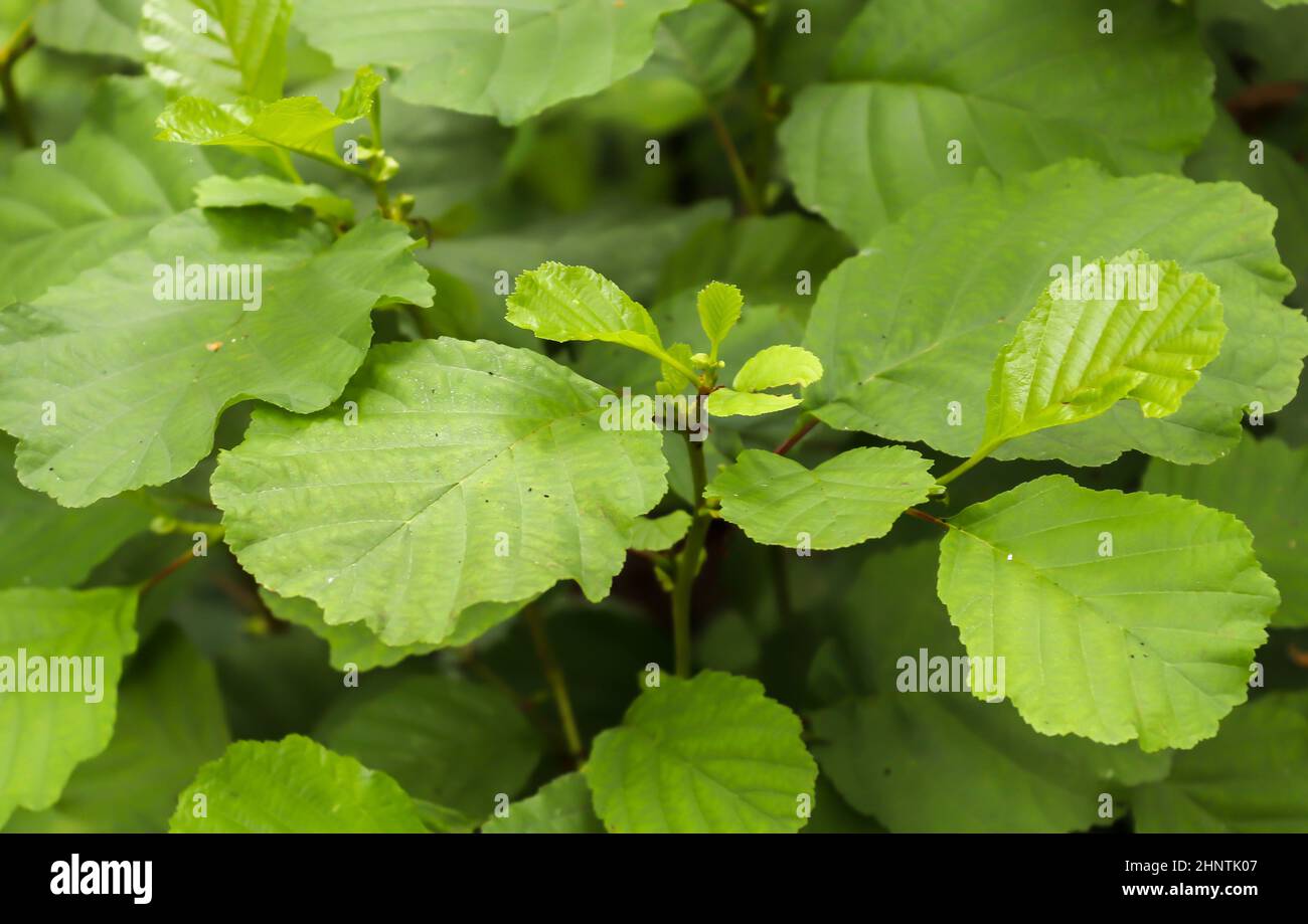 Beautiful green leaves of plants and different hedges and walls in ...