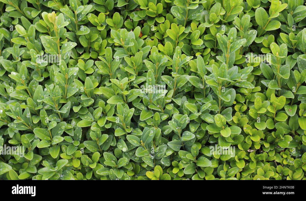 Beautiful green leaves of plants and different hedges and walls in ...