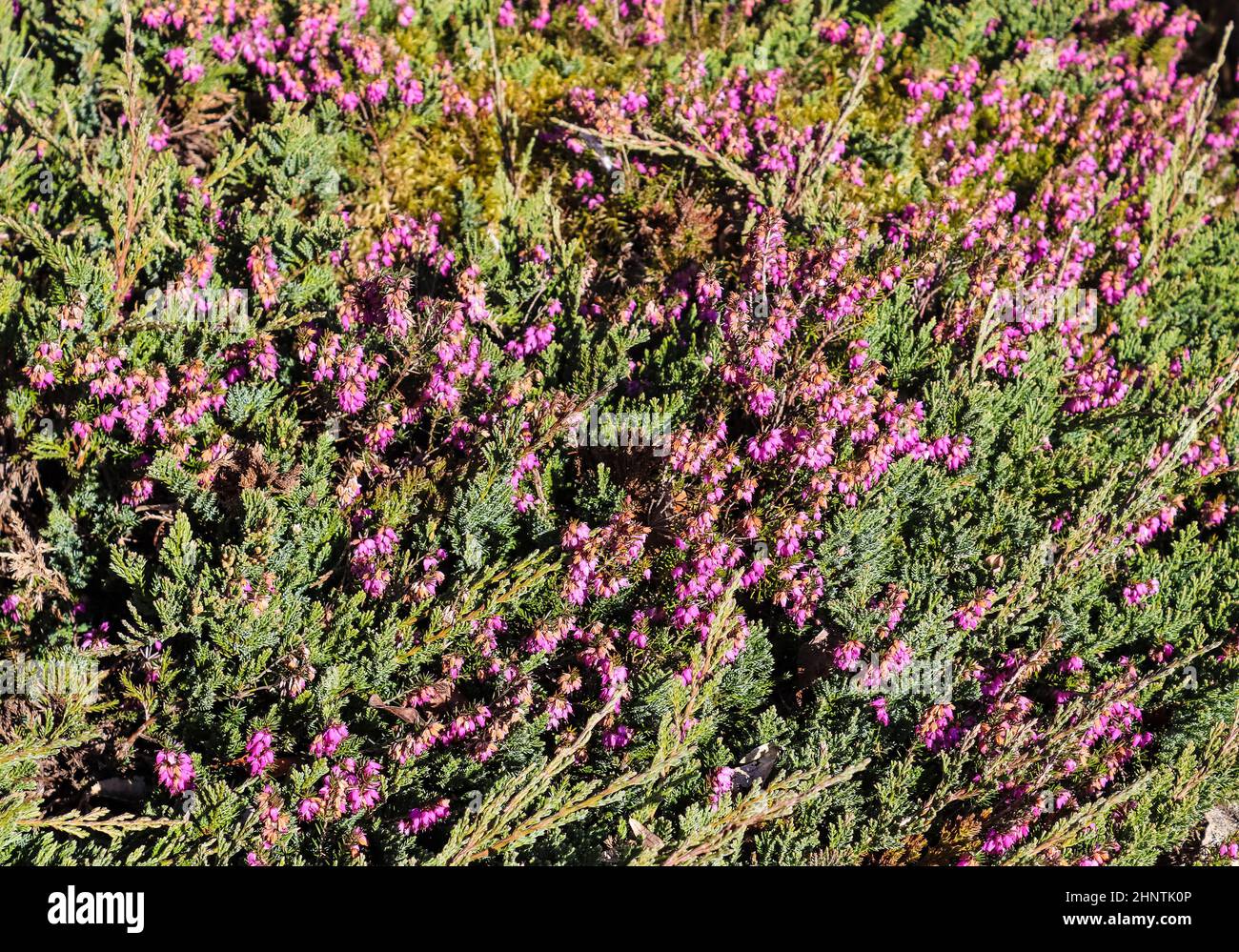Beautiful green leaves of plants and different hedges and walls in ...