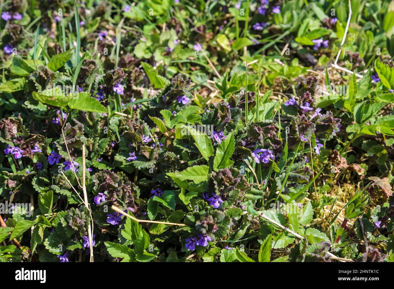 Beautiful green leaves of plants and different hedges and walls in ...