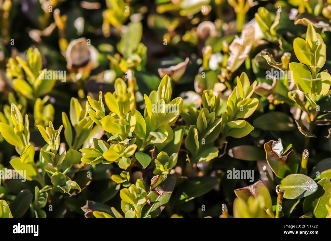 Beautiful green leaves of plants and different hedges and walls in ...