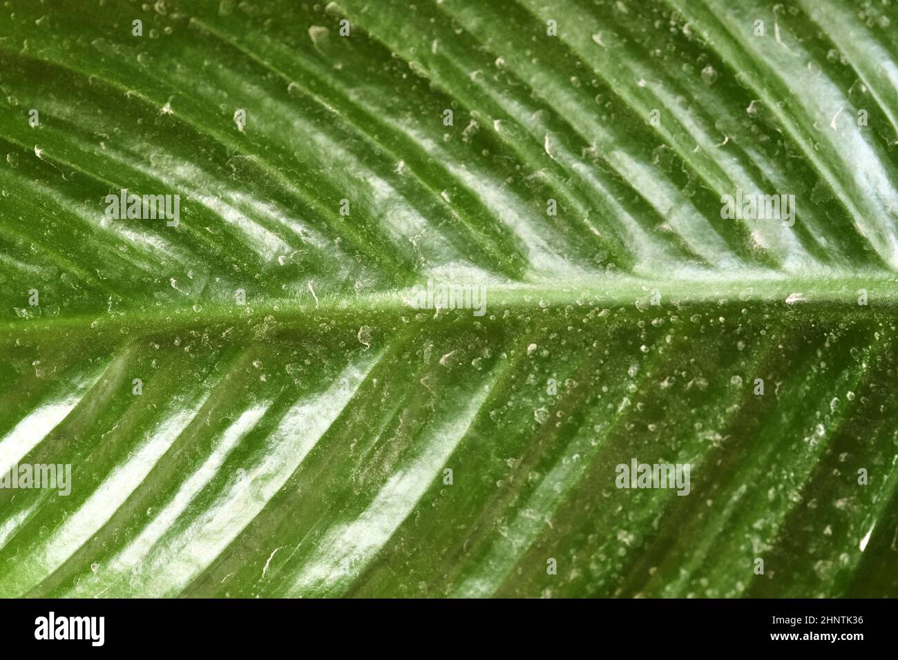 Beautiful green leaves of plants and different hedges and walls in ...