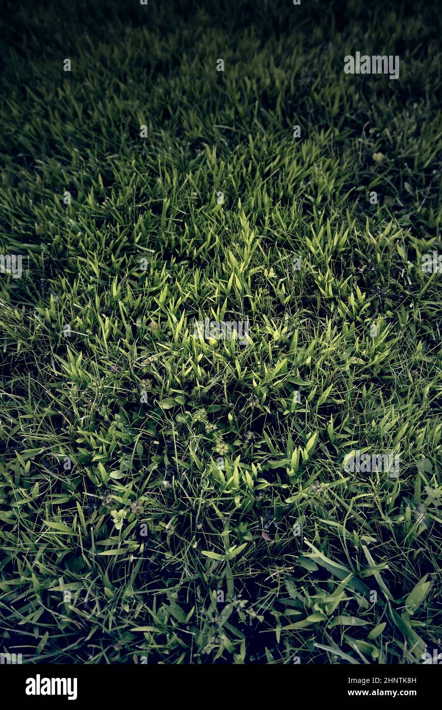 Uncared for garden hi-res stock photography and images - Alamy