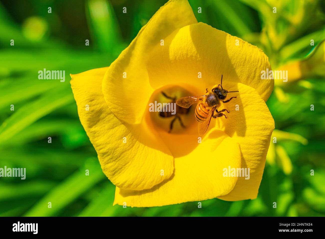 Honey bees fly and climb into the yellow Oleander flower on tree with ...