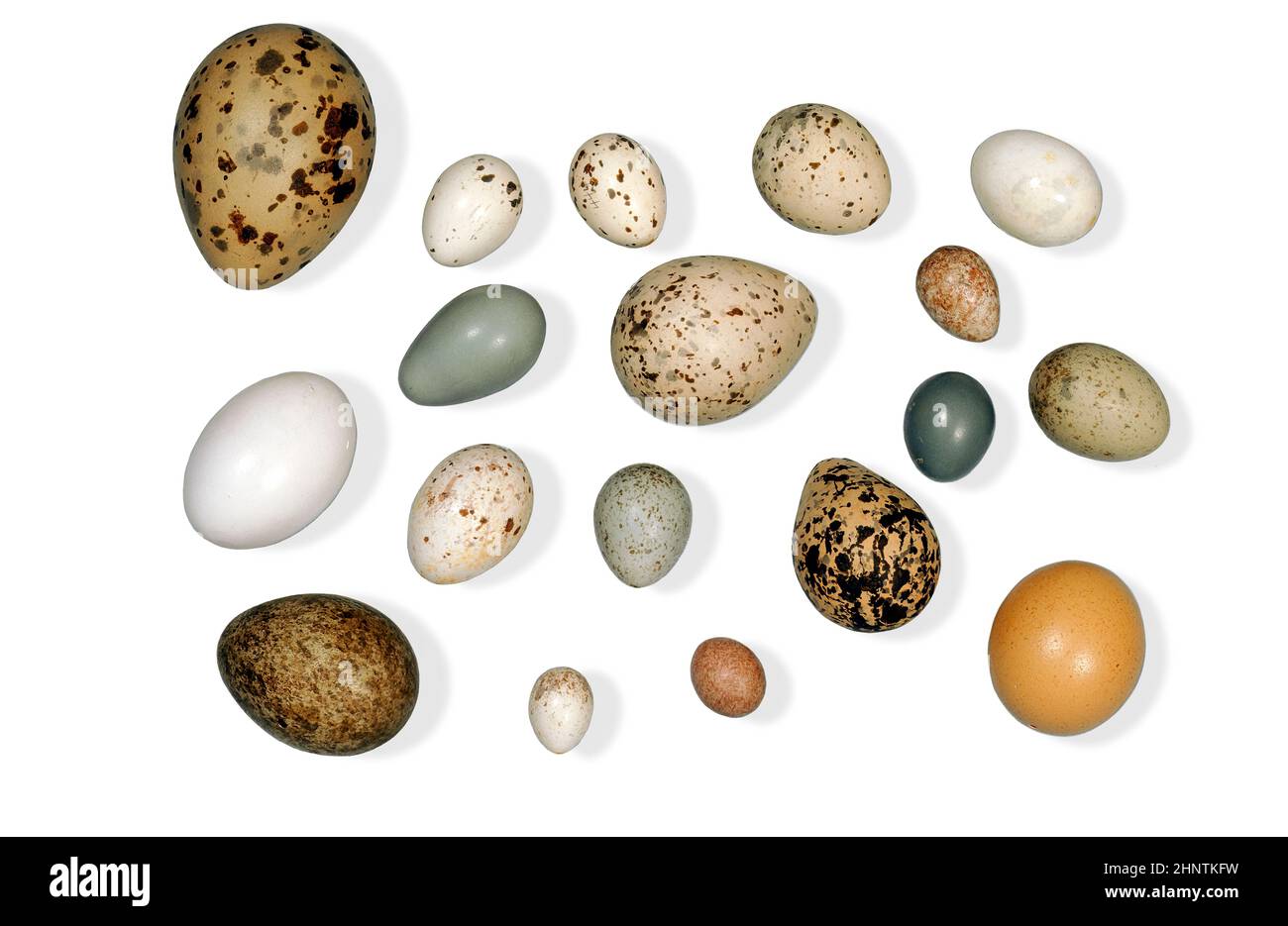 Variety of bird species Cut Out Stock Images & Pictures - Alamy