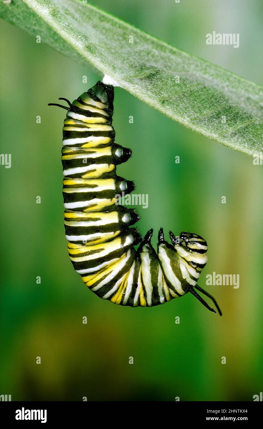 Monarch butterfly lava hi-res stock photography and images - Alamy
