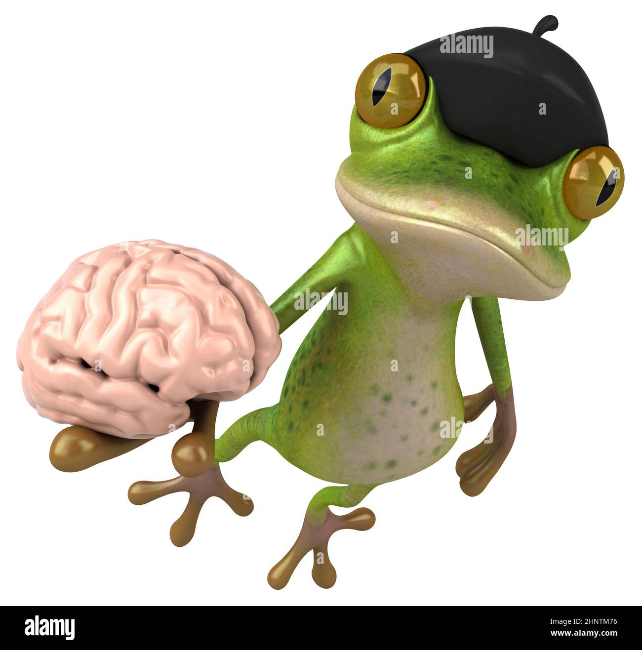 Frog brain Cut Out Stock Images & Pictures - Alamy