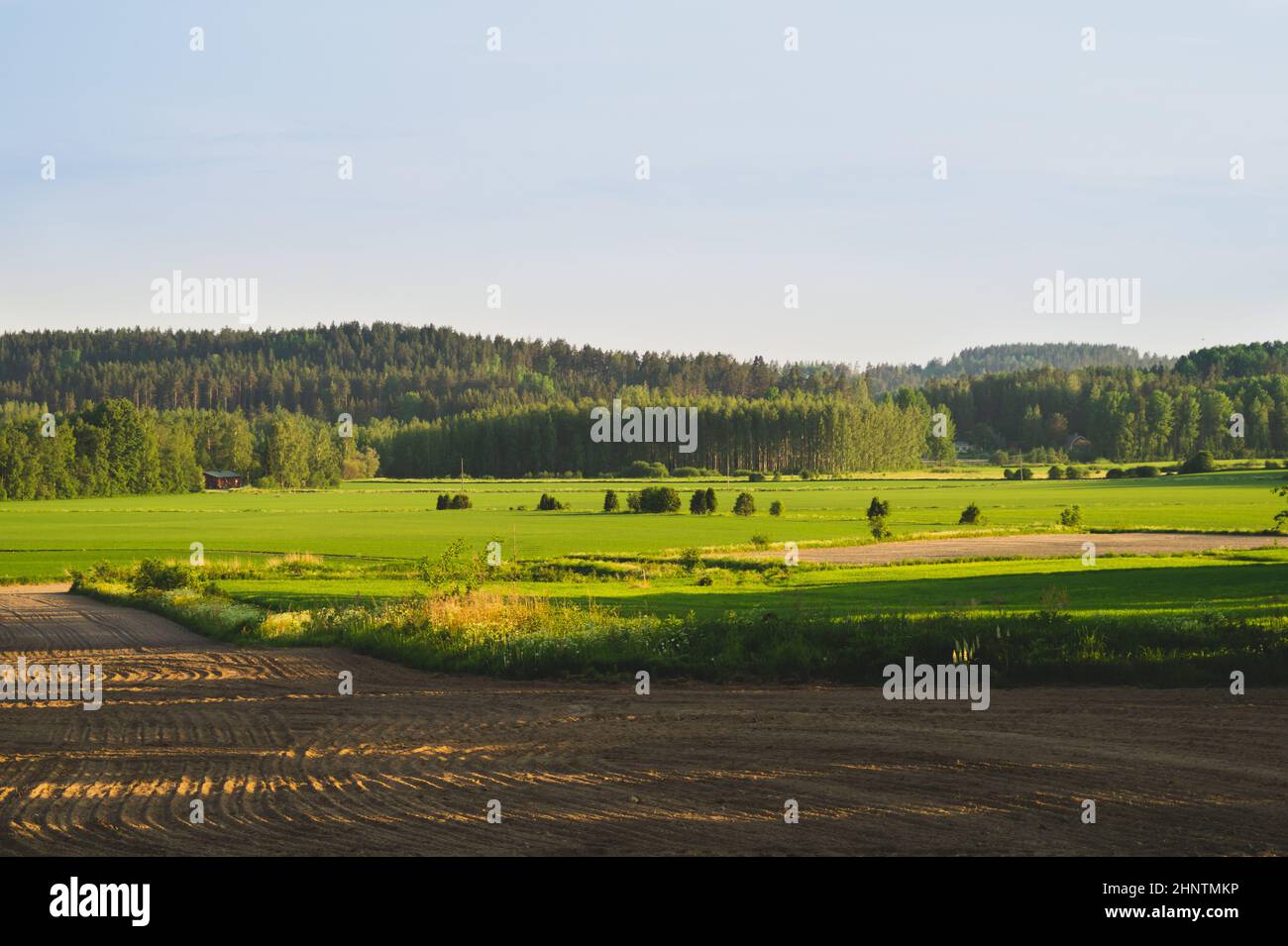 Green field and forest nature background. meadow in the wood Stock ...