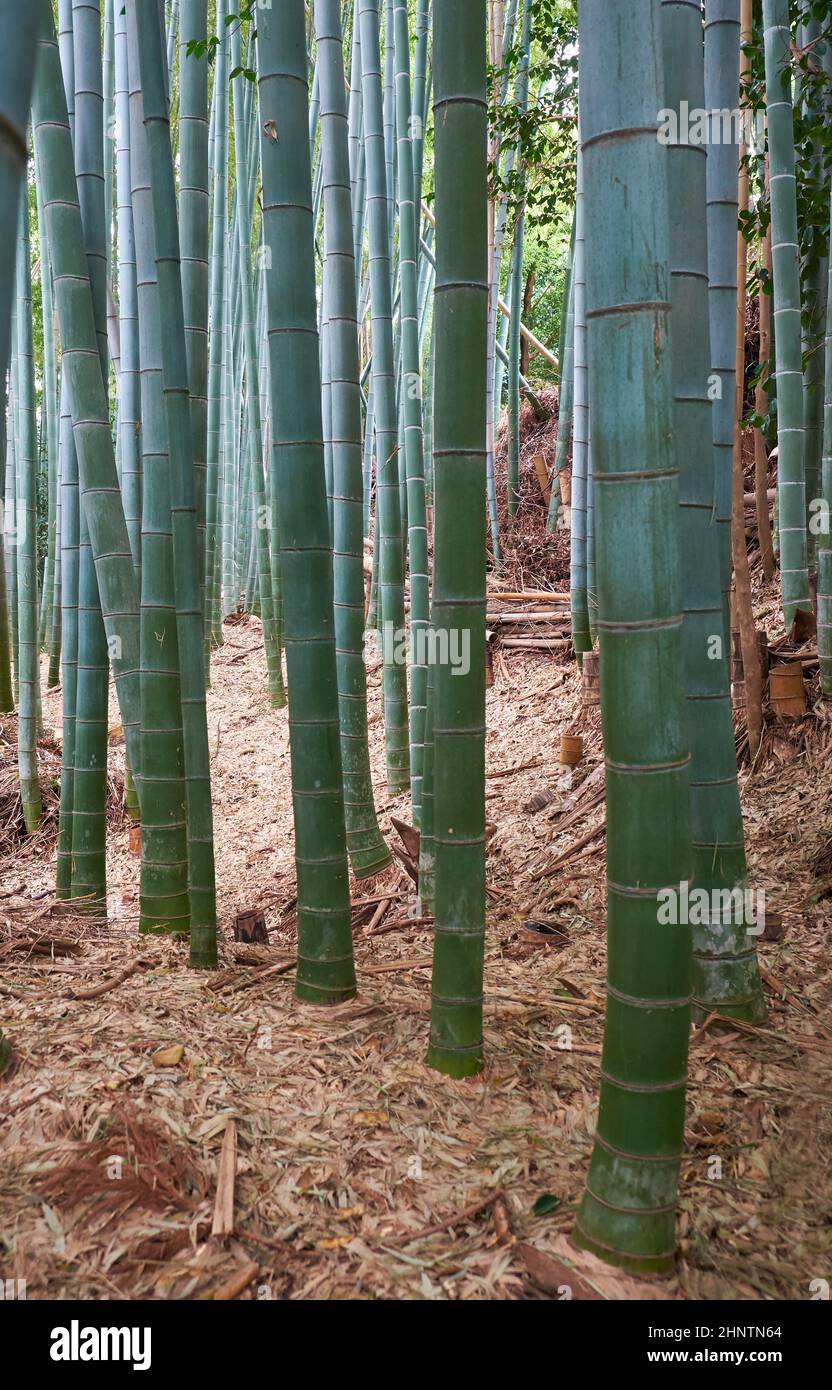 Thick bamboo forest hi-res stock photography and images - Alamy