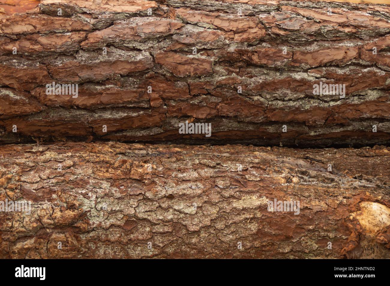 Tree bark close up. wood texture. wooden background Stock Photo - Alamy