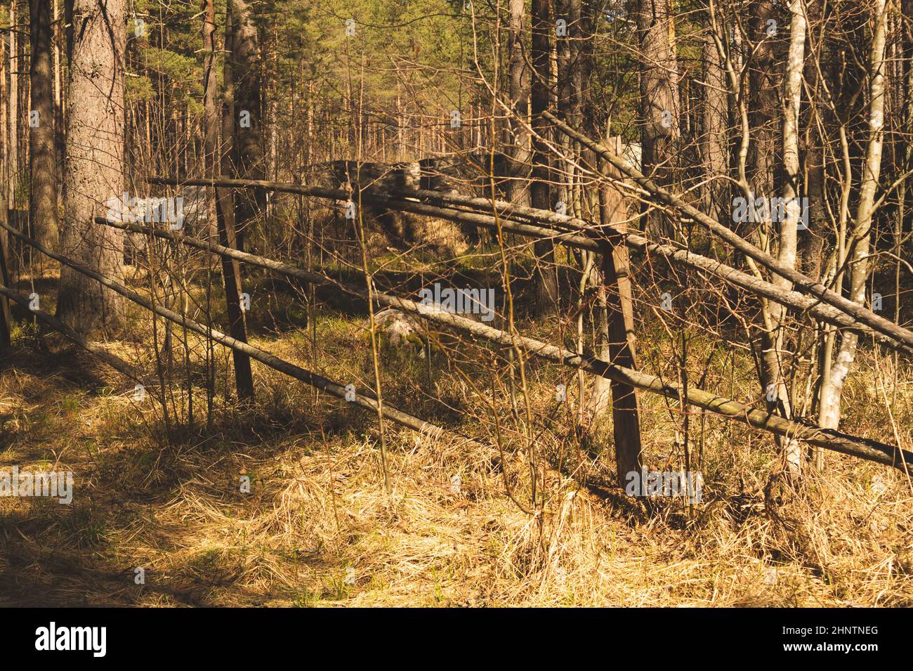 Wooden fencing between trees. natural view in the dense forest Stock ...