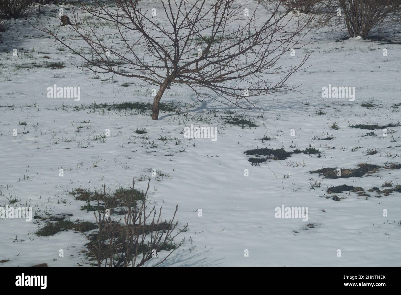 Winter scene with snow covered ground with plants in the courtyard ...