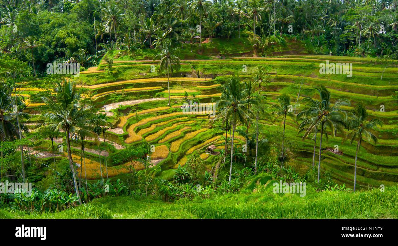 Rice terrace, Bali, Indonesia Stock Photo - Alamy