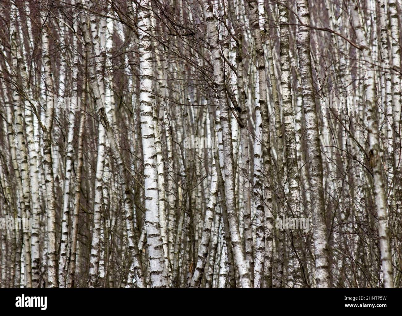 birch trees - National Park Maasduinen in the Netherlands Stock Photo ...