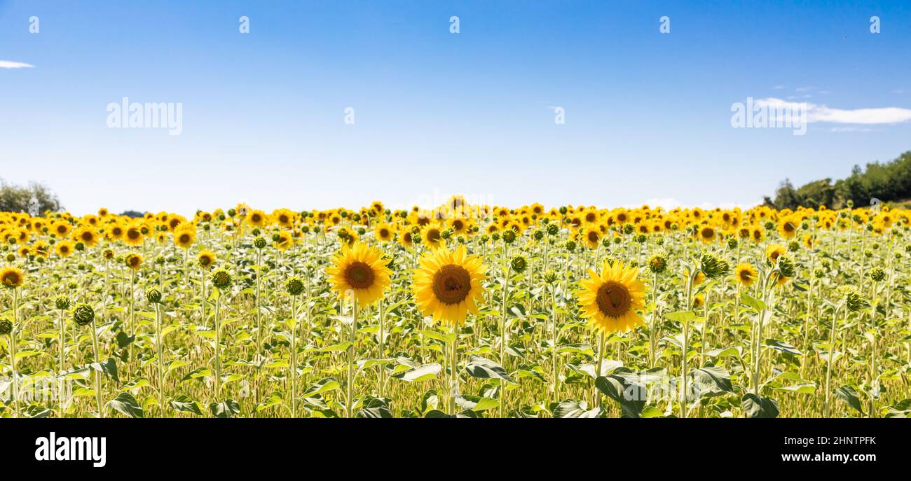 Sunflowers field in Italy. Scenic countryside in Tuscany with deep blue sky Stock Photo - Alamy